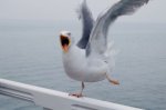 Is it racist to hate seagulls? | The Great Wen